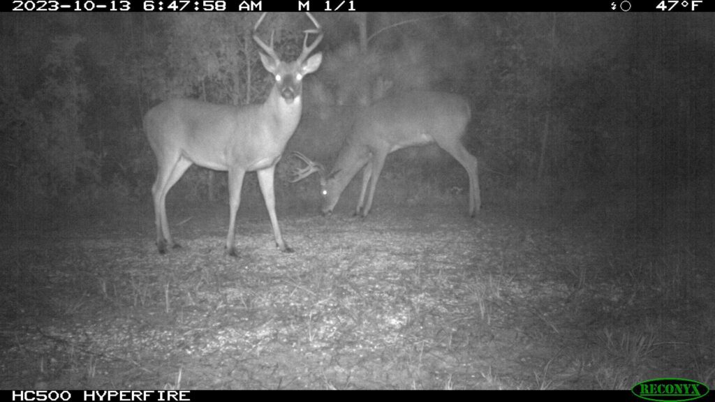 The Ultimate Hunting Adventure Awaits at Pure Adrenaline Outfitters